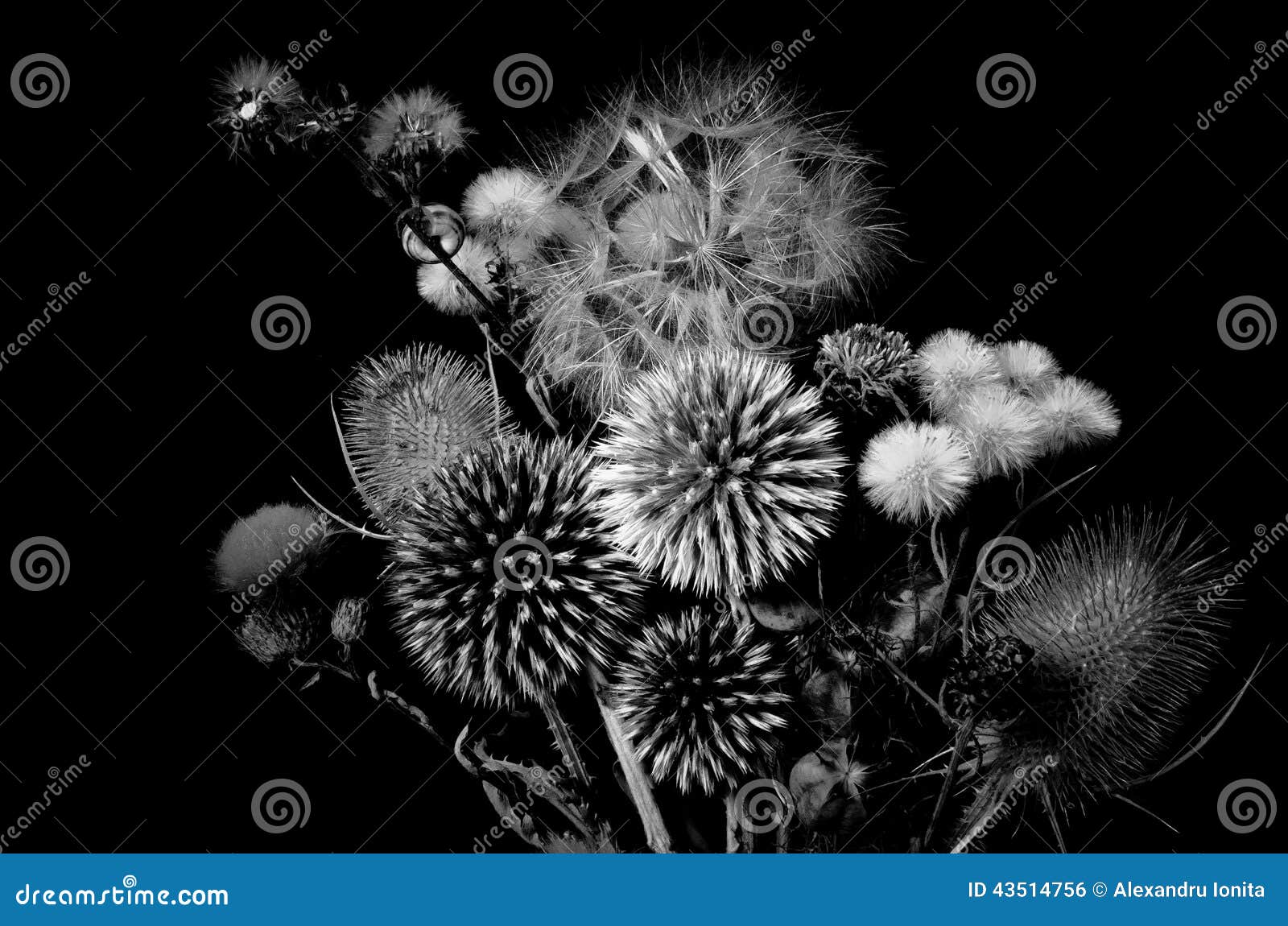 Dry life stock photo. Image of life, abstract, simplicity - 43514756