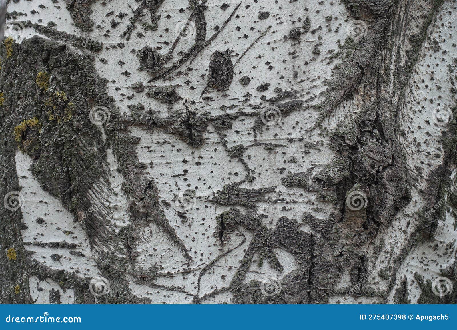Dry Light Grey Bark of Silver Poplar Stock Photo - Image of rough ...