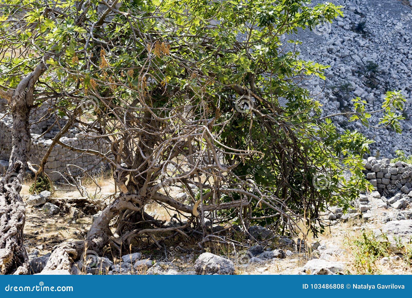 Dry and Live Tree in Mountains Stock Photo - Image of dying, loneliness ...