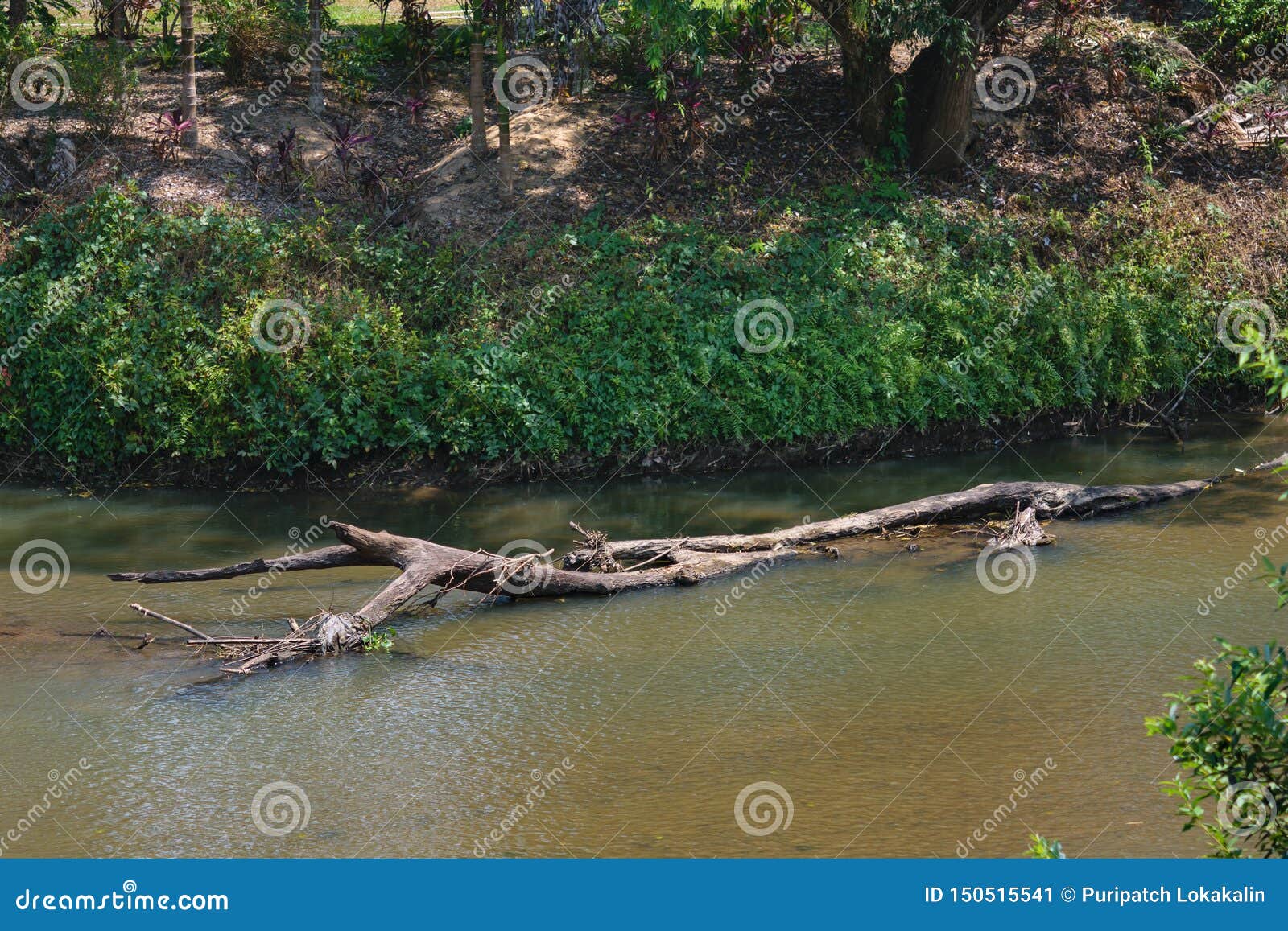 Dry log in the stream stock image. Image of mountain - 150515541