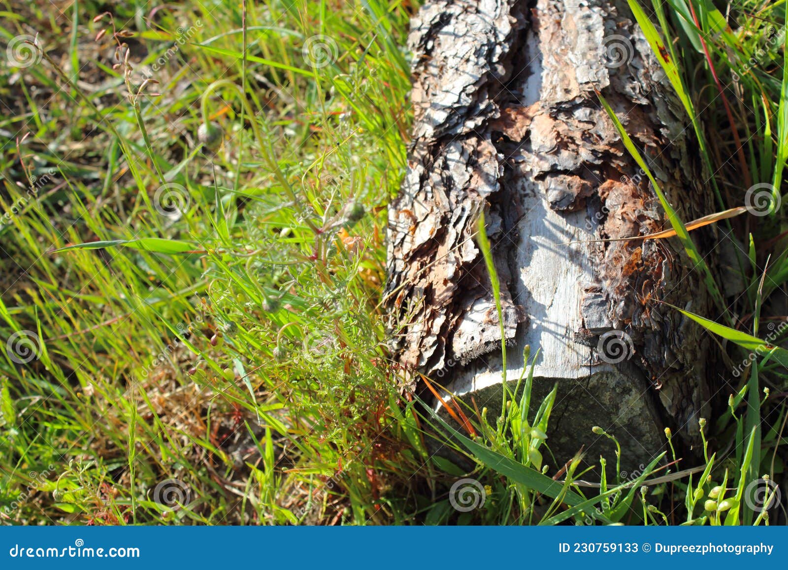Dry Log with Thick Bark in the Grass Stock Image - Image of grass ...