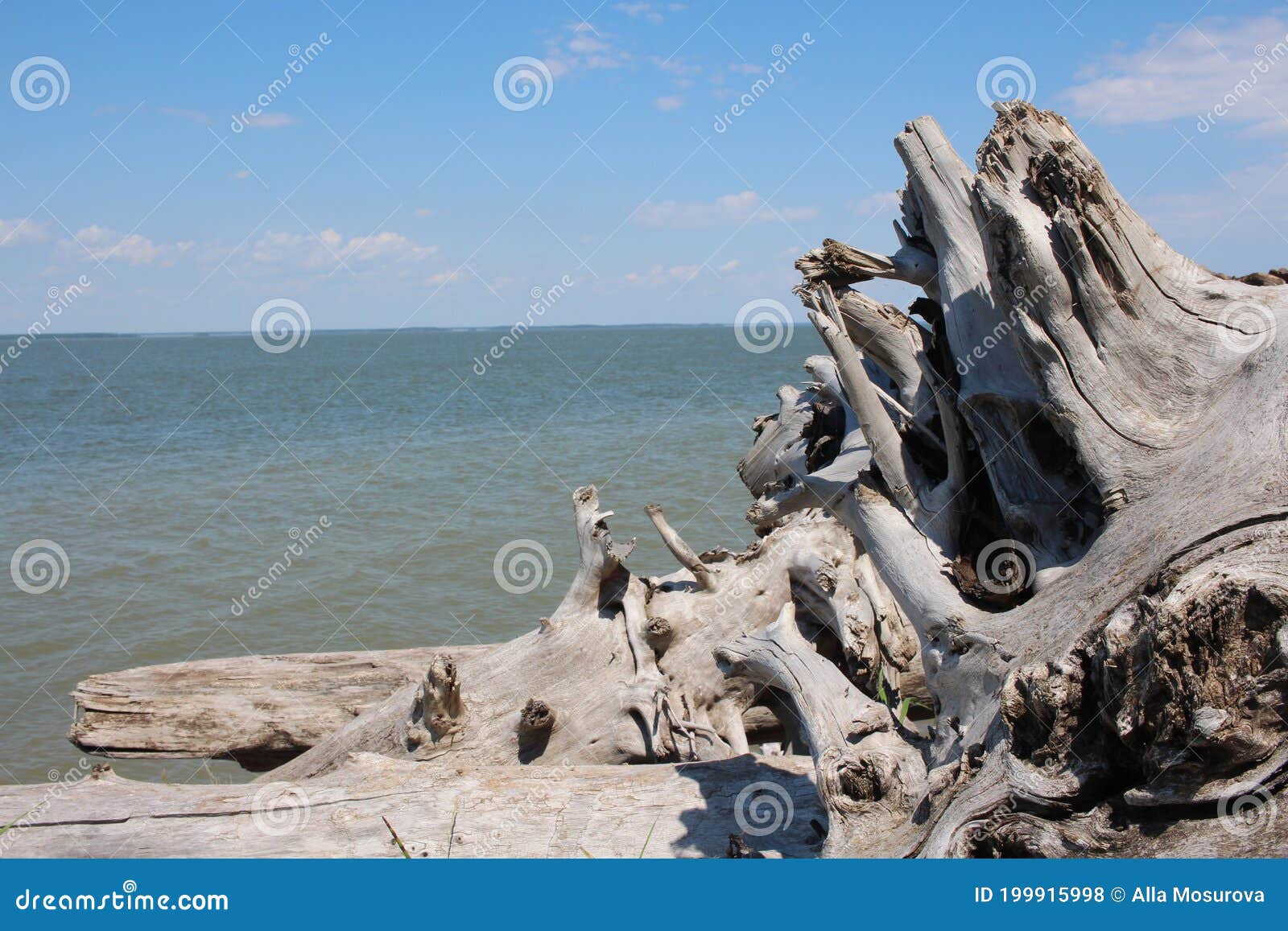 Dry Log Tree on the Beach in the Water Stock Photo - Image of shore ...
