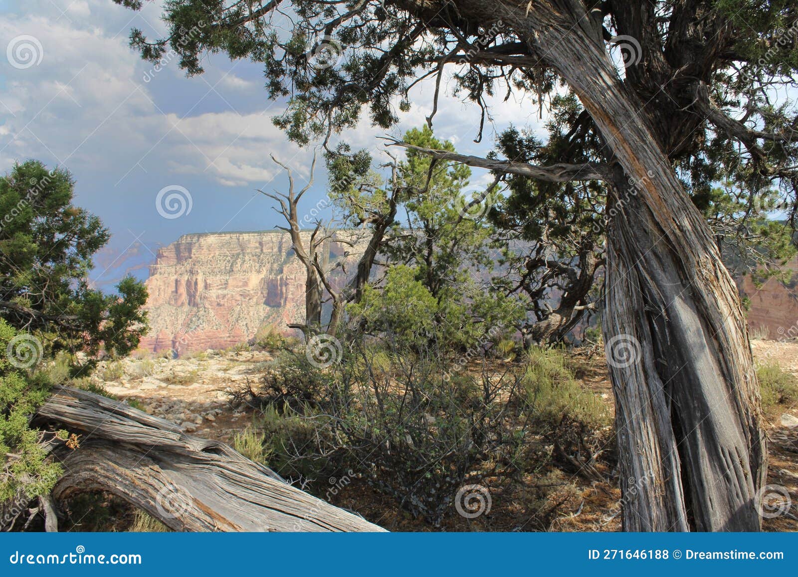 Dry Logs in the Grand Canyon Stock Photo - Image of trees, summer ...