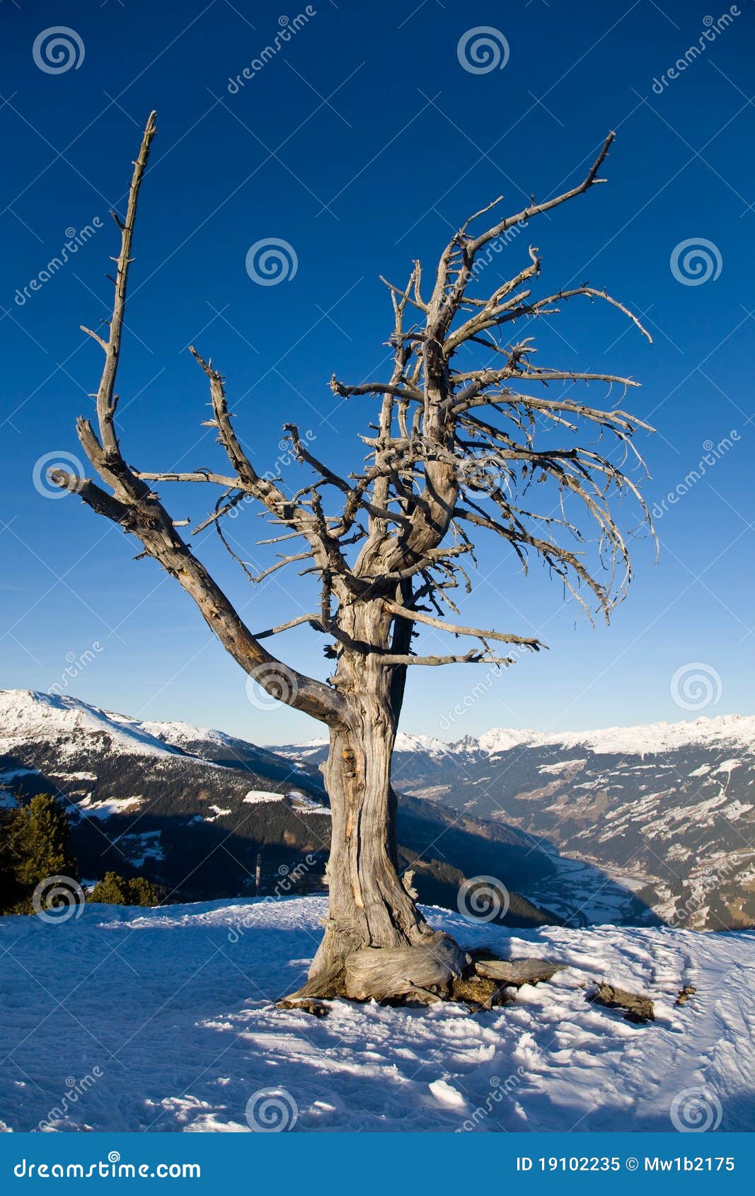 Dry lonely tree stock image. Image of snowy, mayrhofen - 19102235