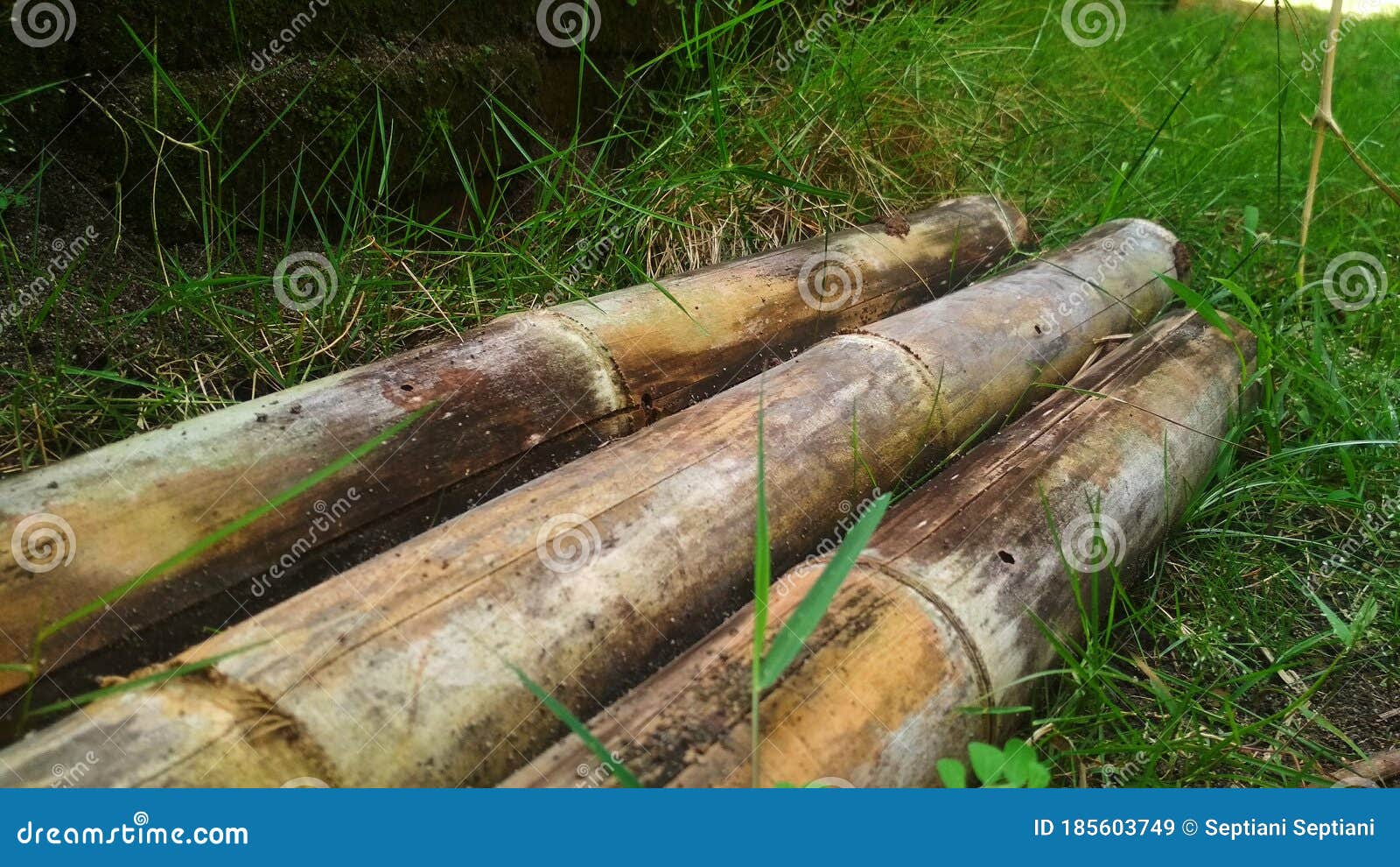 Dry long bamboo stock image. Image of nature, pattern - 185603749