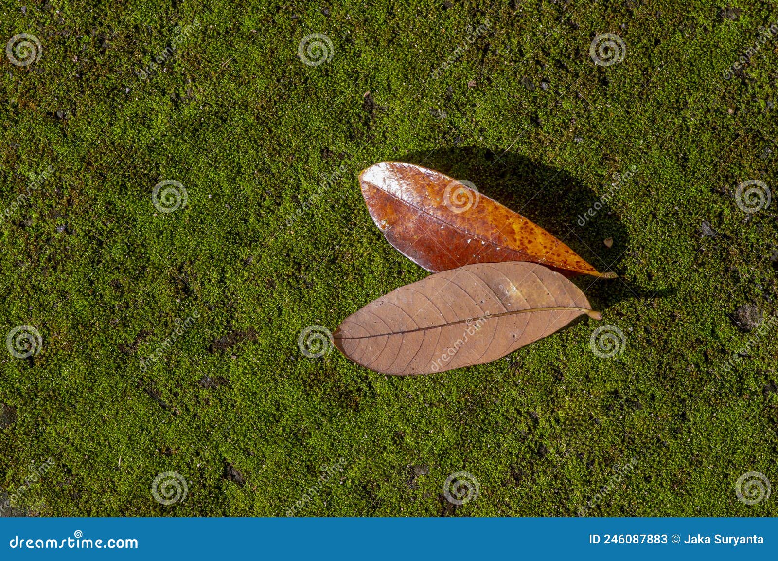 Dry Longan Dimocarpus Longan Leaves on Green Moss Stock Image - Image ...