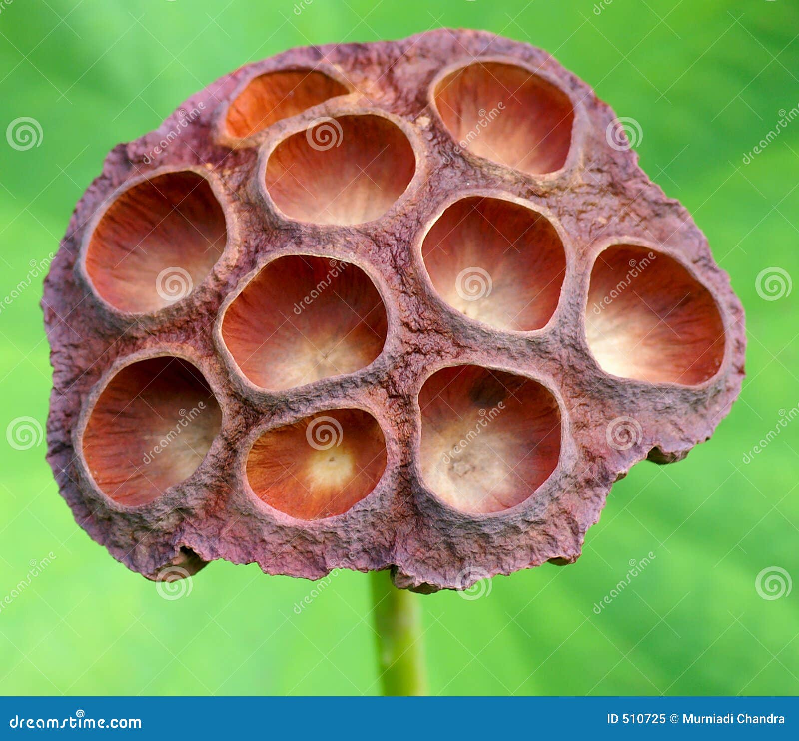 Dry Lotus stock image. Image of pattern, brown, still, macro - 510725