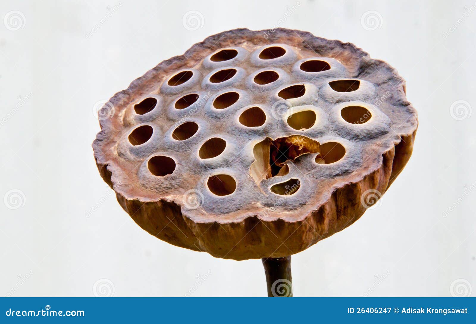 Dry lotus flower stock image. Image of nelumbo, bloom - 26406247