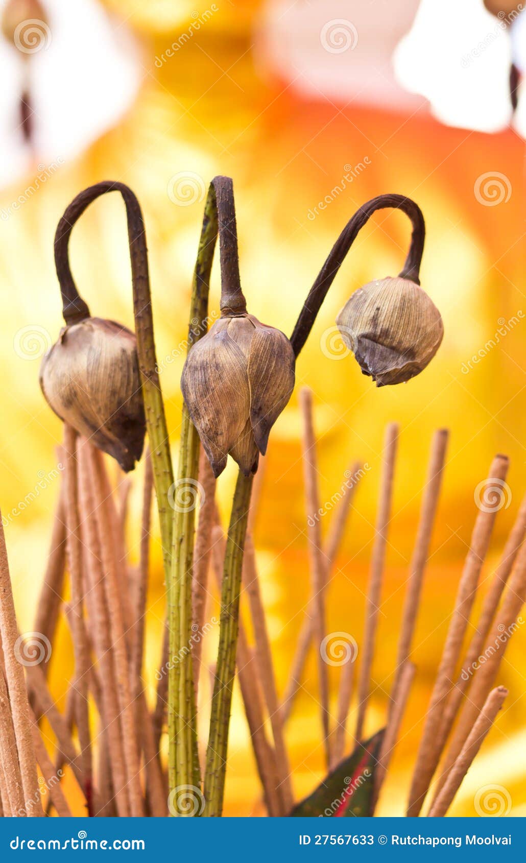 Dry lotus flower stock image. Image of withered, lotus - 27567633
