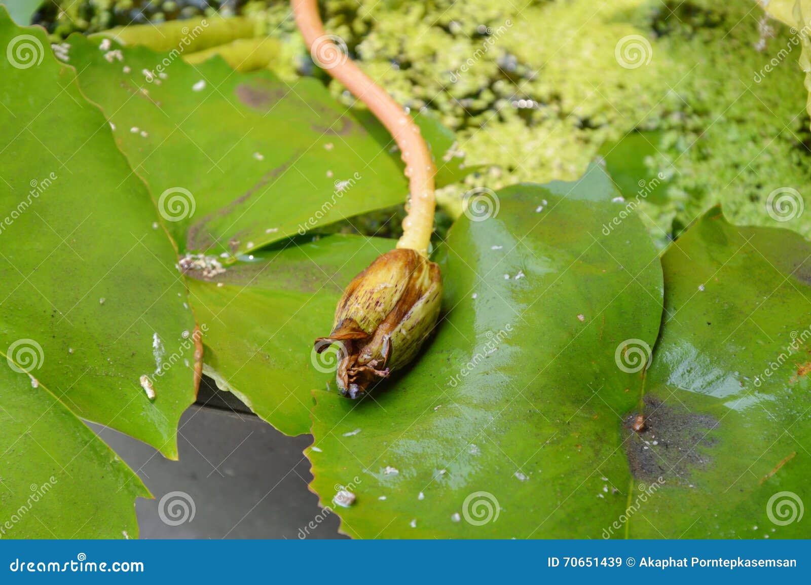 Dry Lotus Flower Fall on Leaf Stock Image - Image of nature, green ...