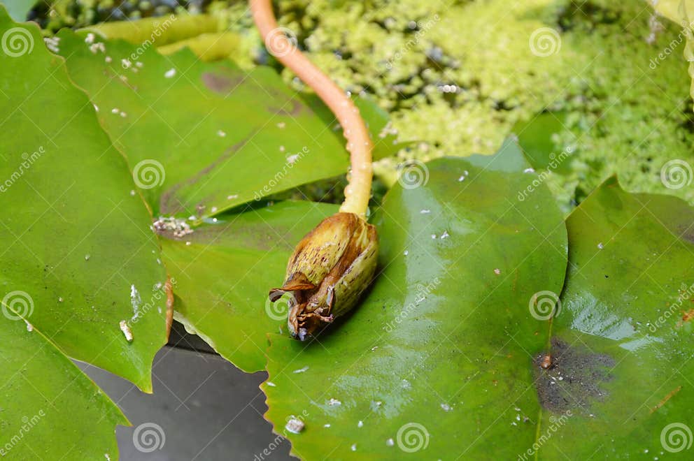 Dry Lotus Flower Fall on Leaf Stock Image - Image of nature, green ...