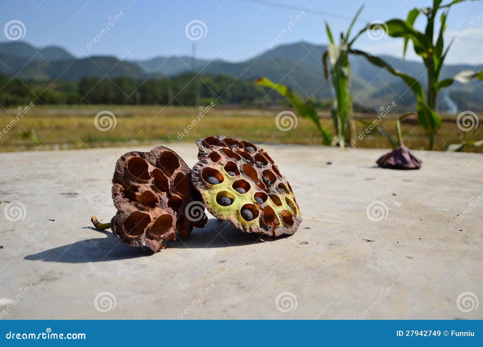 Dry lotus fruit stock image. Image of black, architecture - 27942749