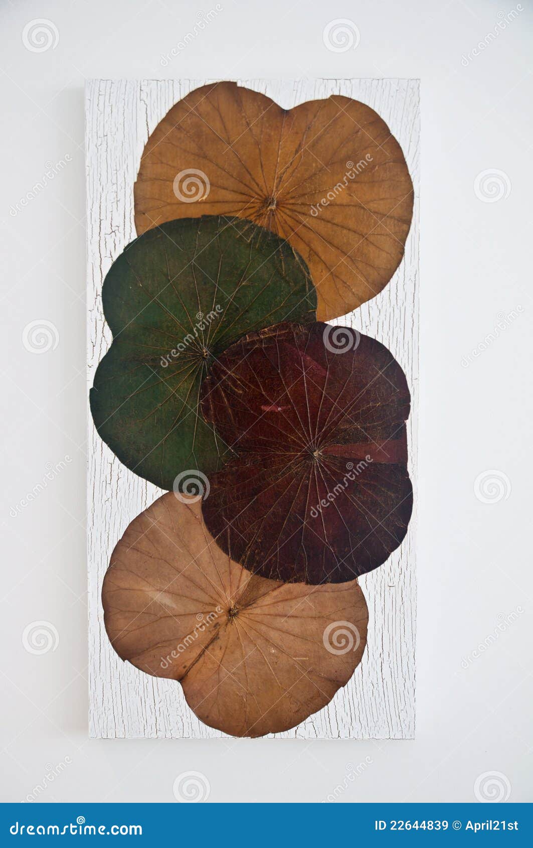 Dry lotus leaf stock image. Image of macro, beauty, closeup - 22644839