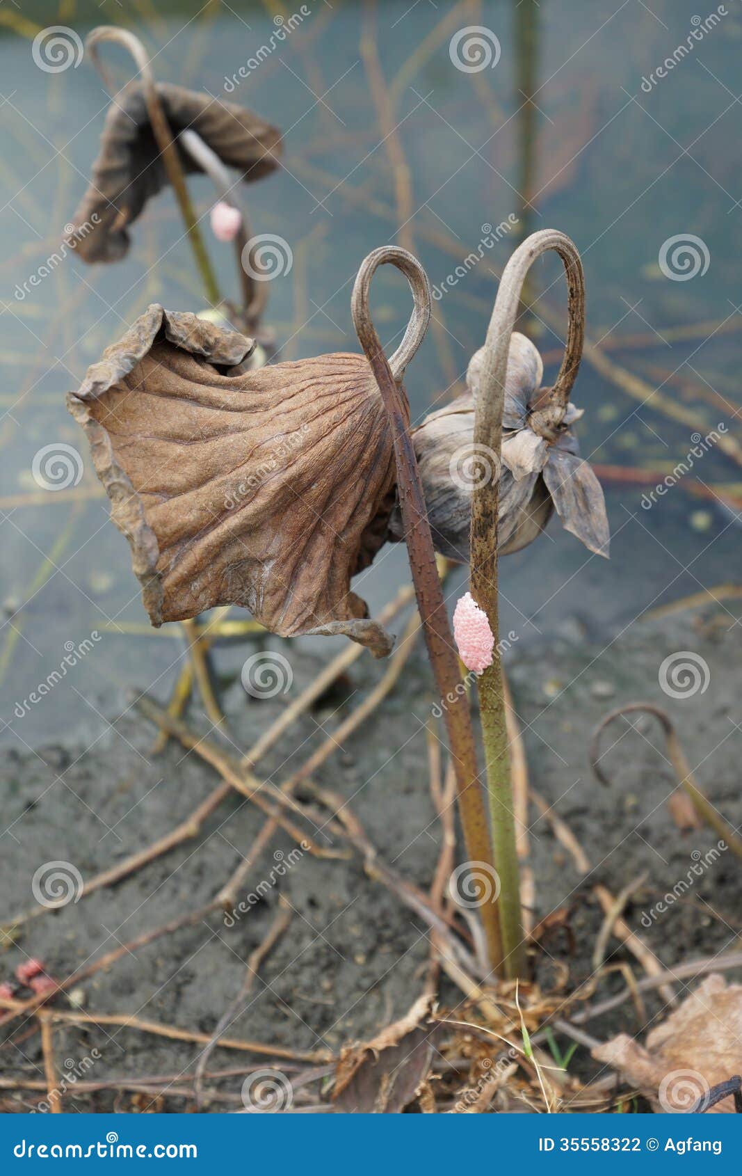 Dry lotus leaf and flower stock photo. Image of fresh - 35558322