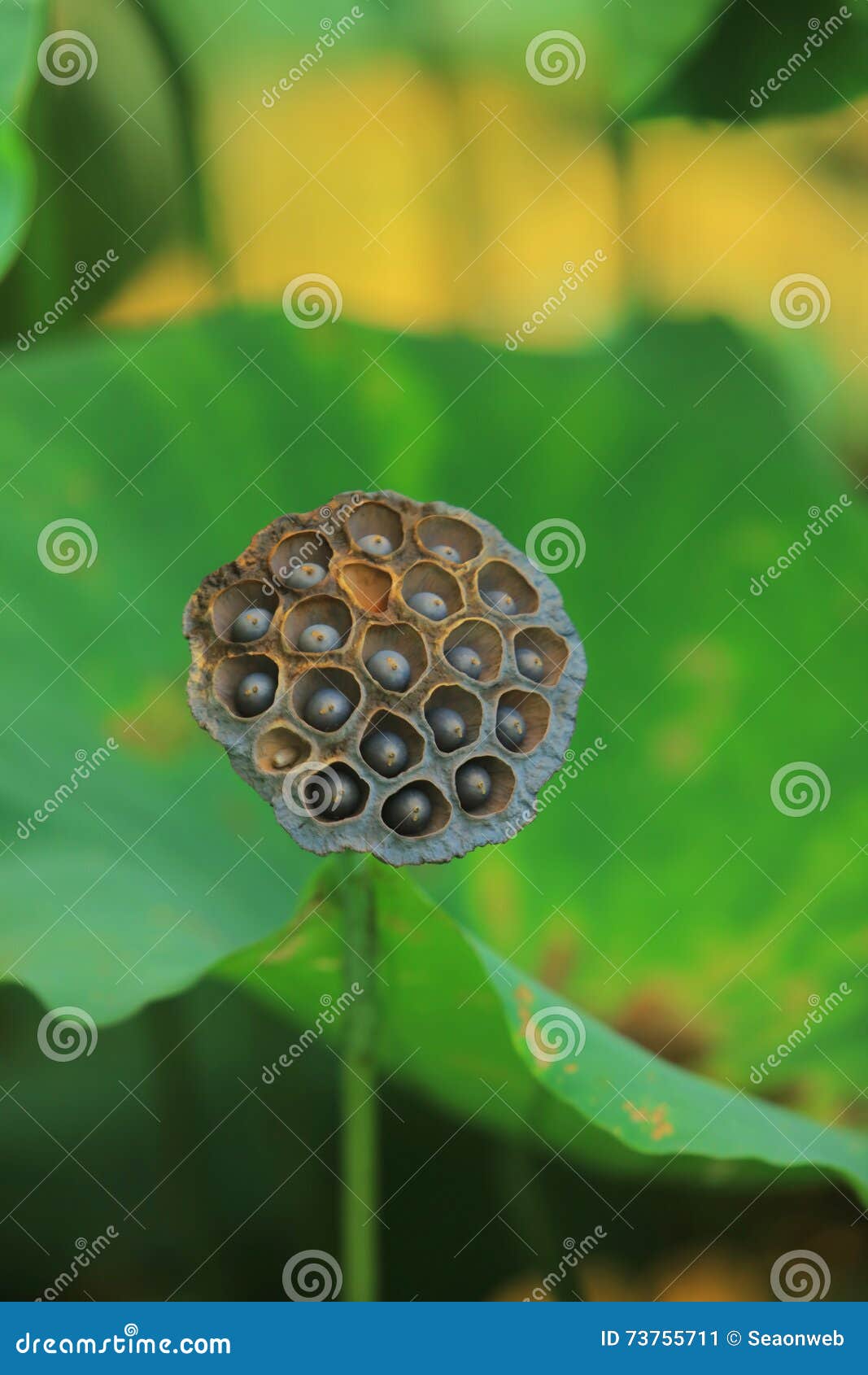 Dry lotus,lotus flower stock image. Image of closeup - 73755711