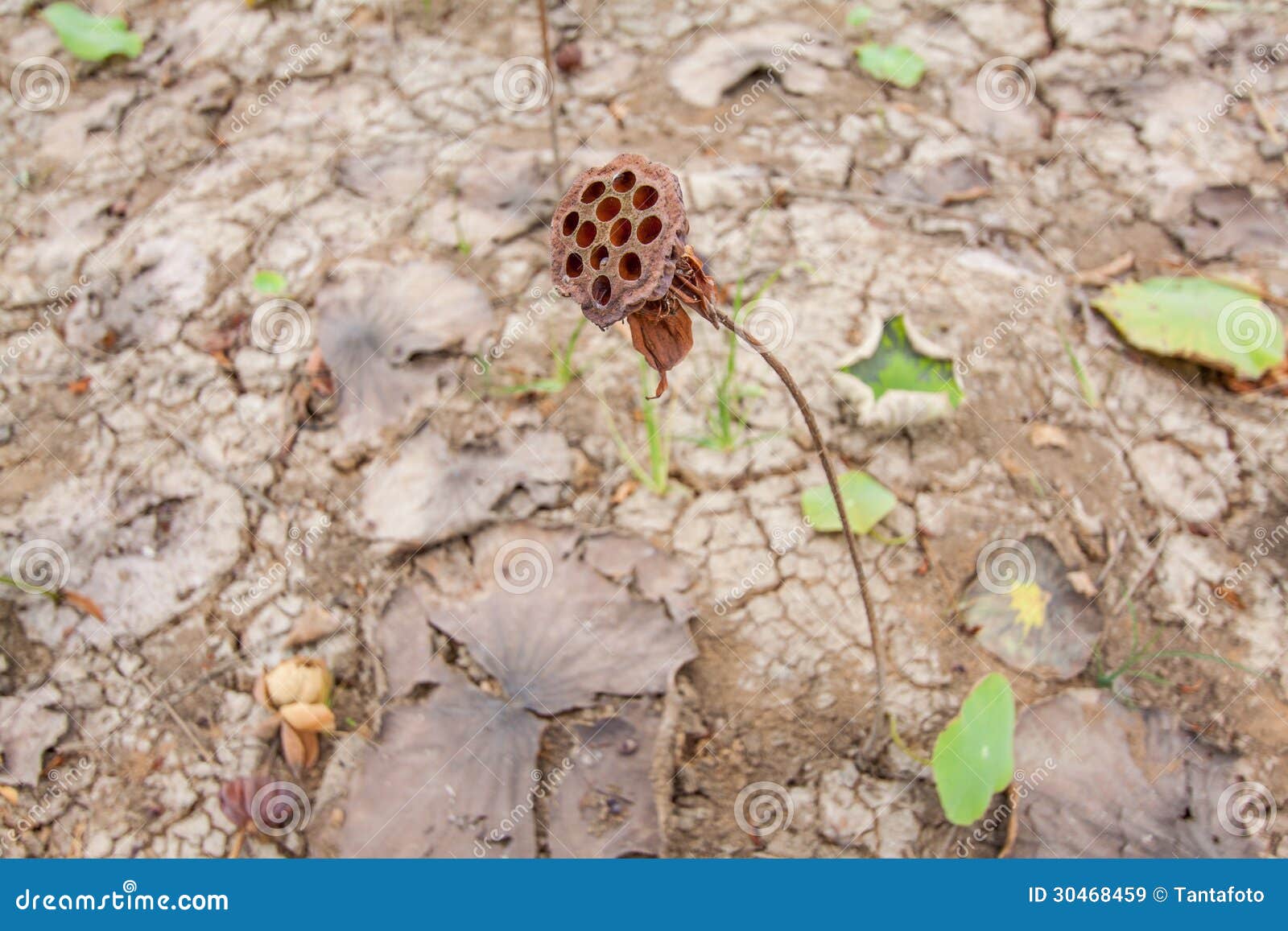 Dry lotus,lotus flower stock image. Image of close, blossom - 30468459