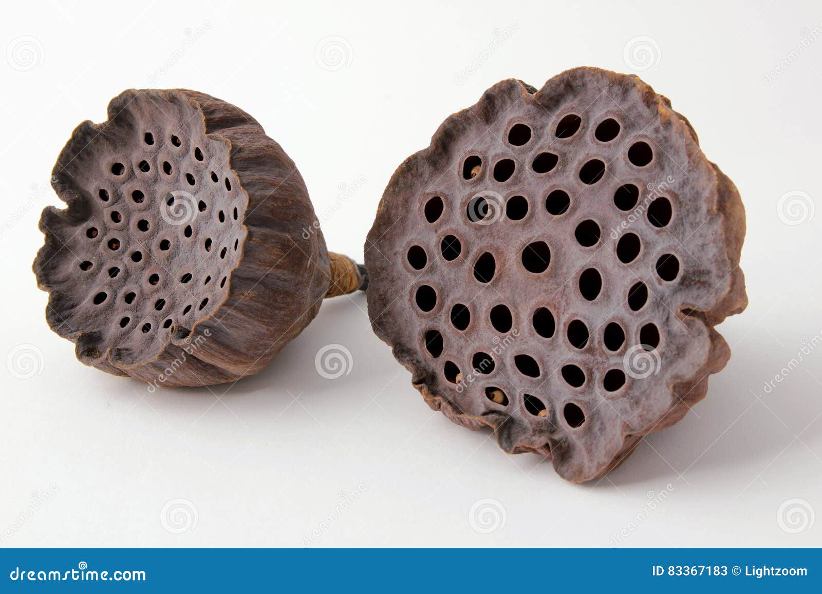 Dry Lotus Pods stock image. Image of holes, flower, decoration - 83367183