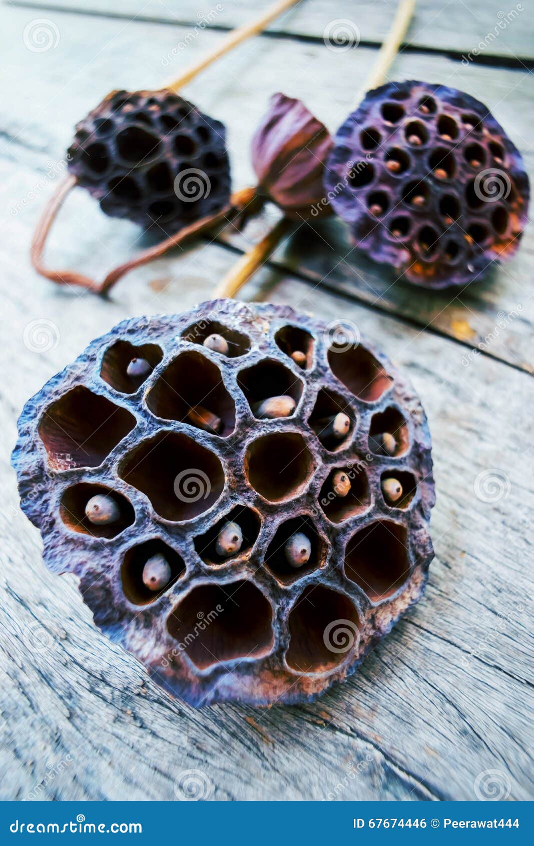 Dry lotus stock photo. Image of flora, blossom, seed - 67674446