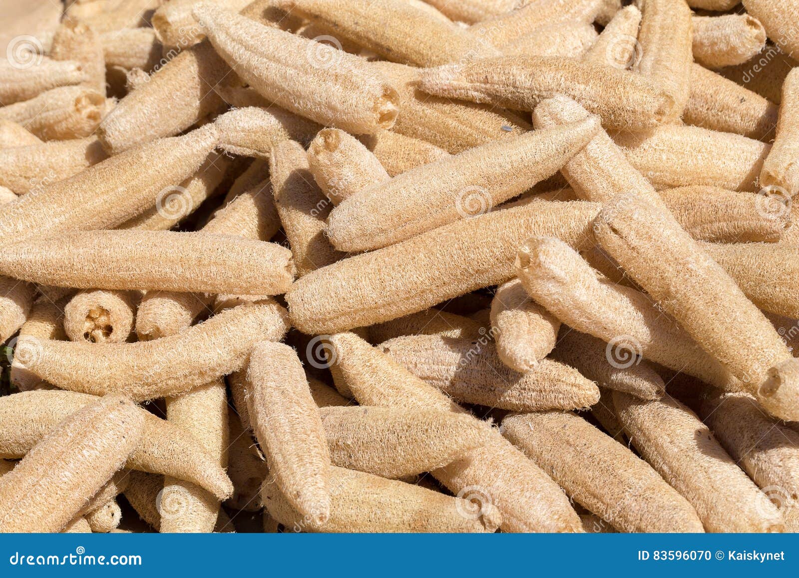 Dry Luffa Cylindrica stock photo. Image of healthy, nature - 83596070