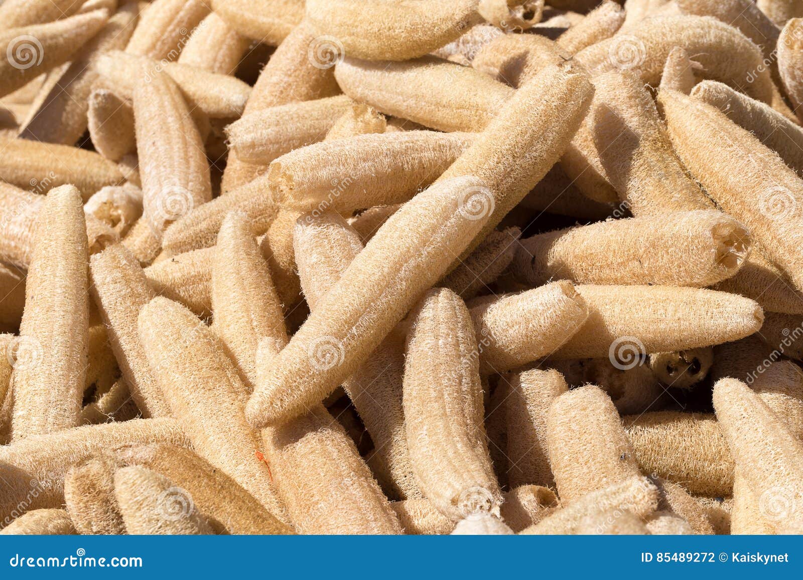 Dry Luffa Cylindrica stock photo. Image of vegetable - 85489272