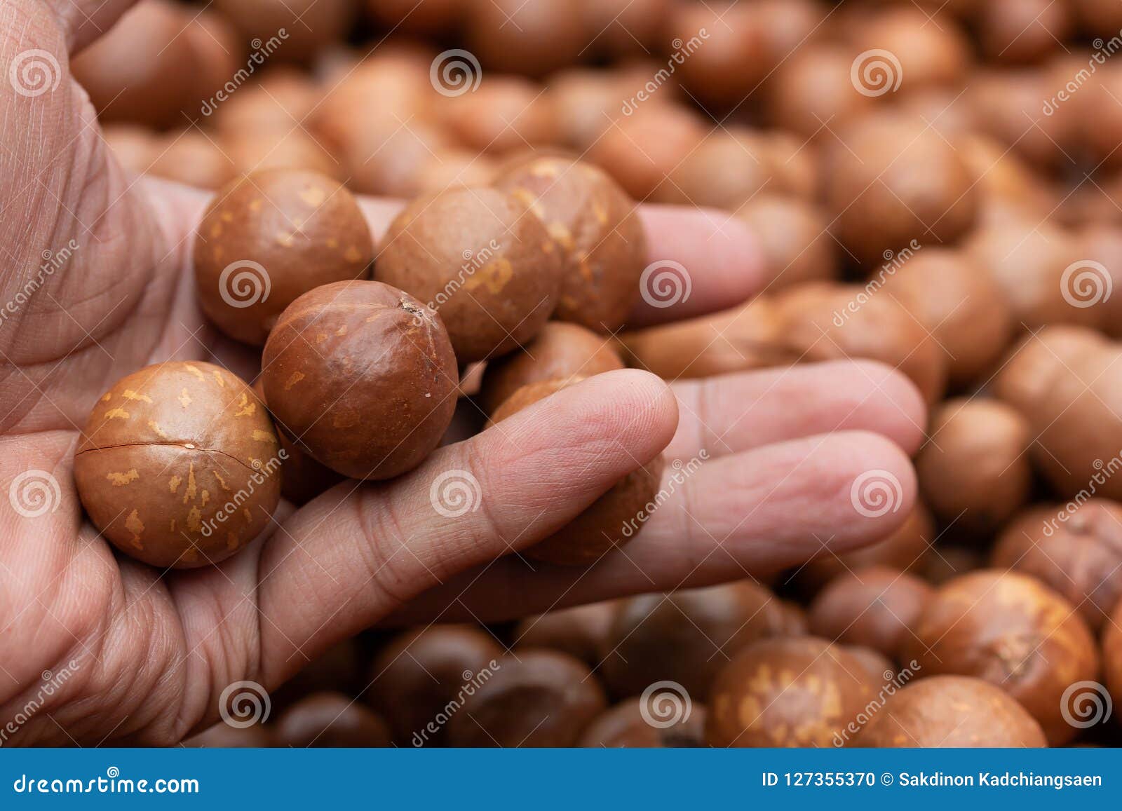 Dry Macadamia fruit stock photo. Image of food, factory - 127355370