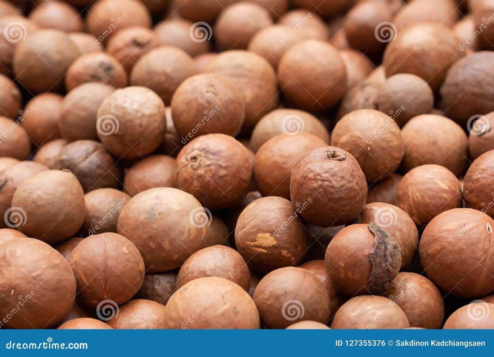 Dry Macadamia fruit stock photo. Image of protein, factory - 127355376