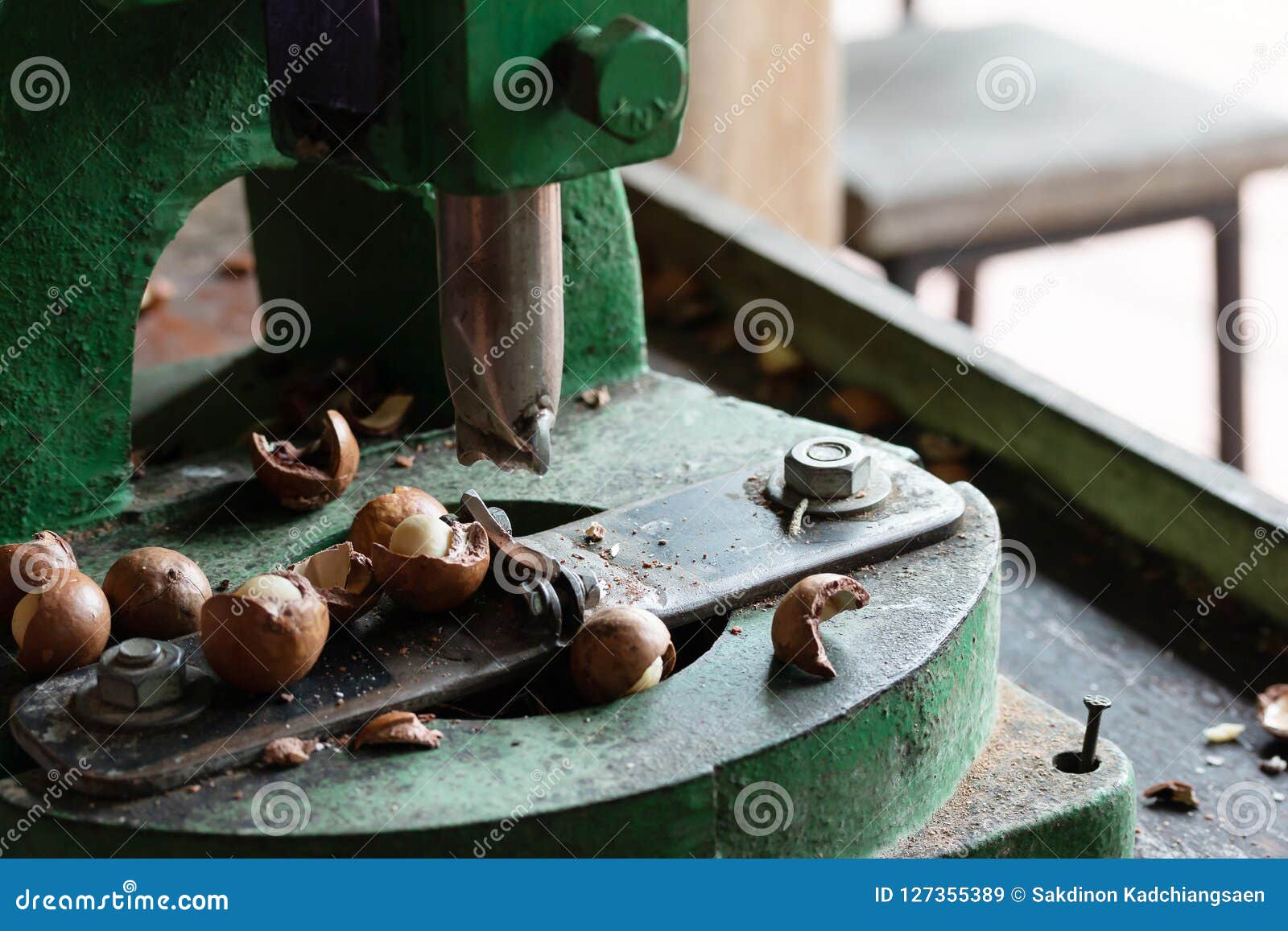 Dry Macadamia fruit stock image. Image of protein, factory - 127355389
