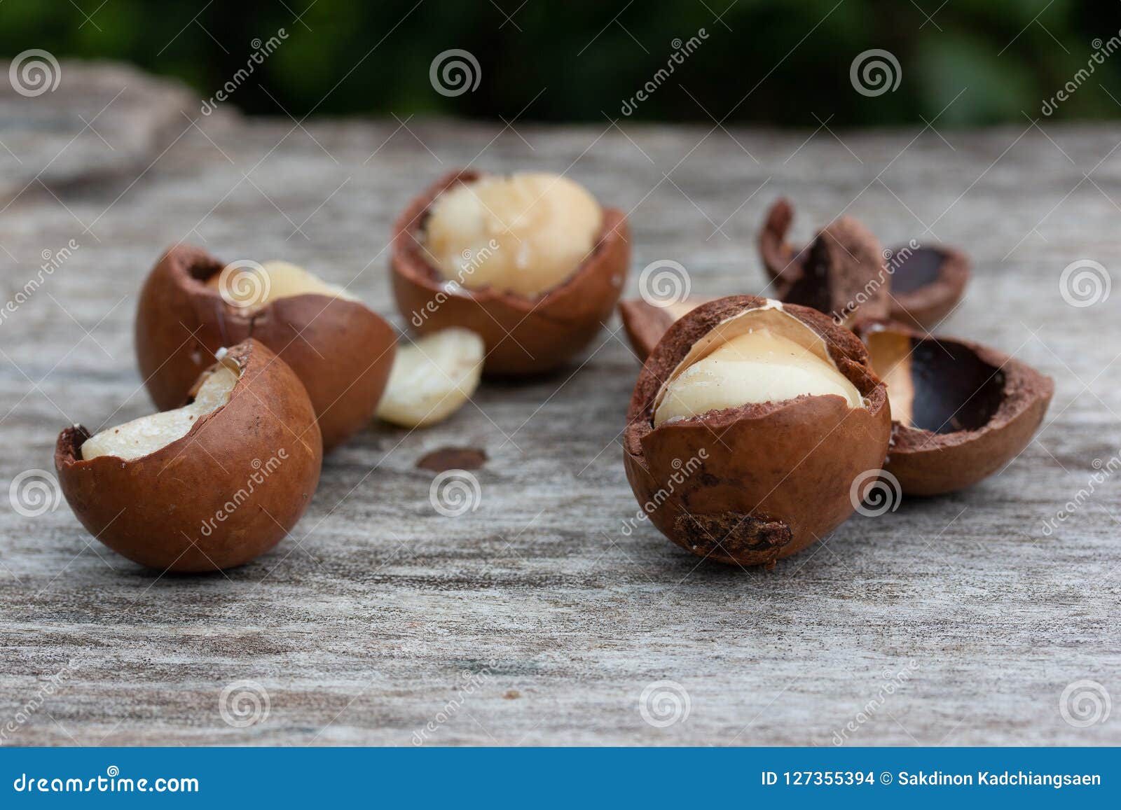 Dry Macadamia fruit stock photo. Image of delicious - 127355394