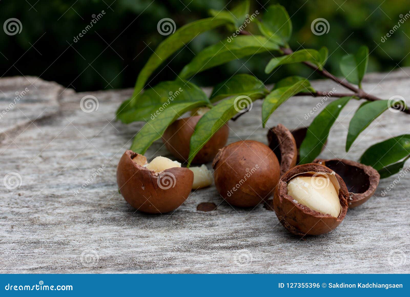 Dry Macadamia fruit stock photo. Image of protein, factory - 127355396