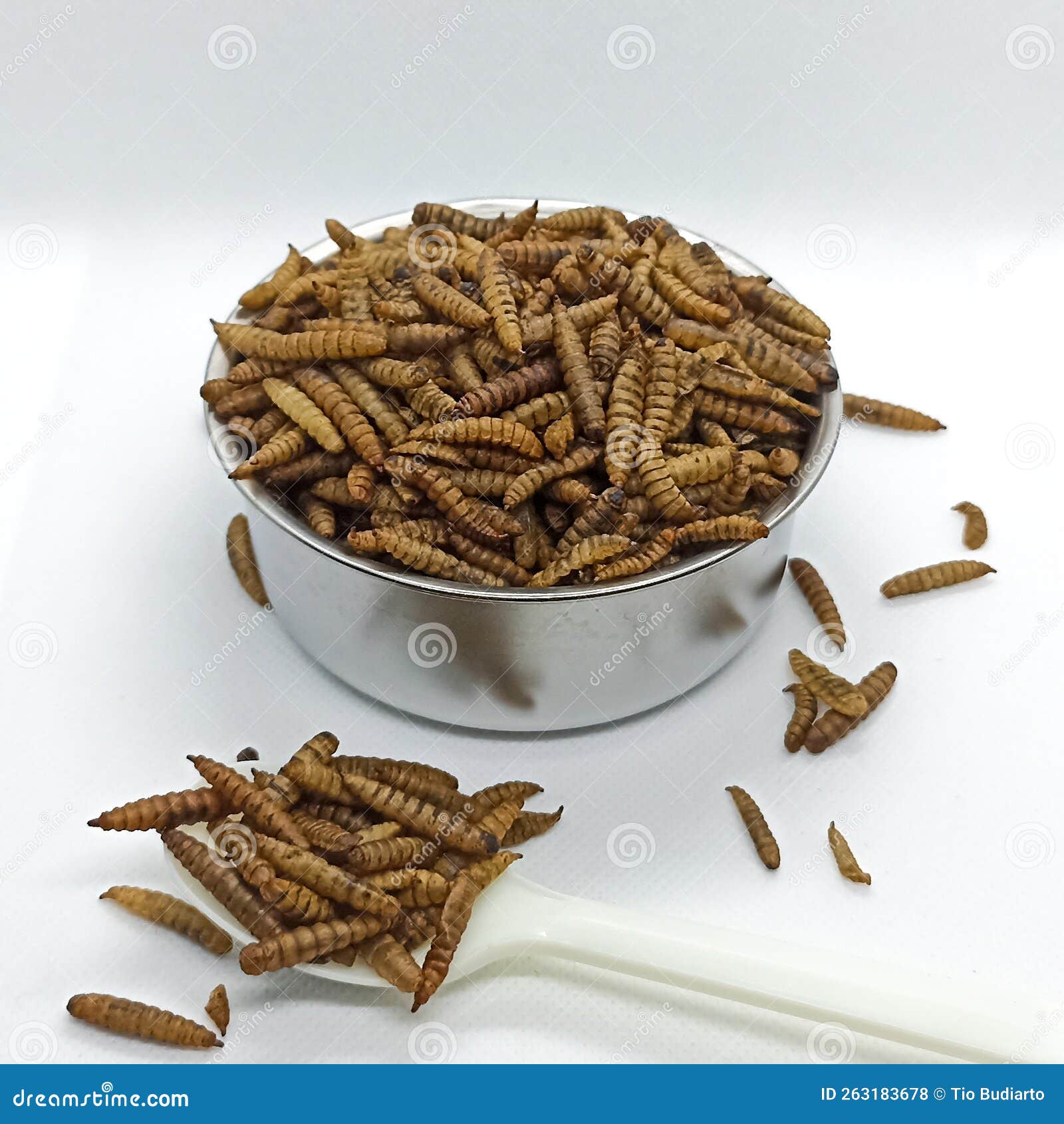 Dry Maggots stock photo. Image of plant, snack, breakfast - 263183678