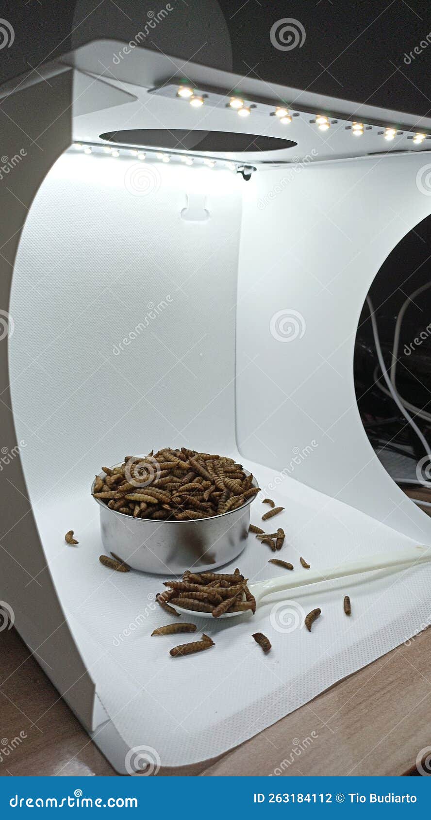 Dry Maggots in studio stock photo. Image of studio, maggots - 263184112