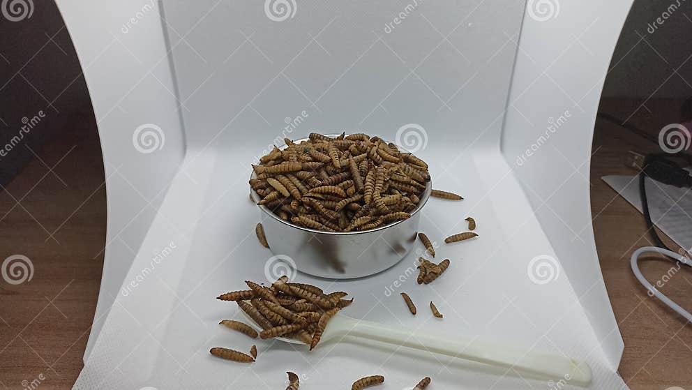 Dry Maggots in Studio Front View Stock Image - Image of fruit, breakfast: 263184125