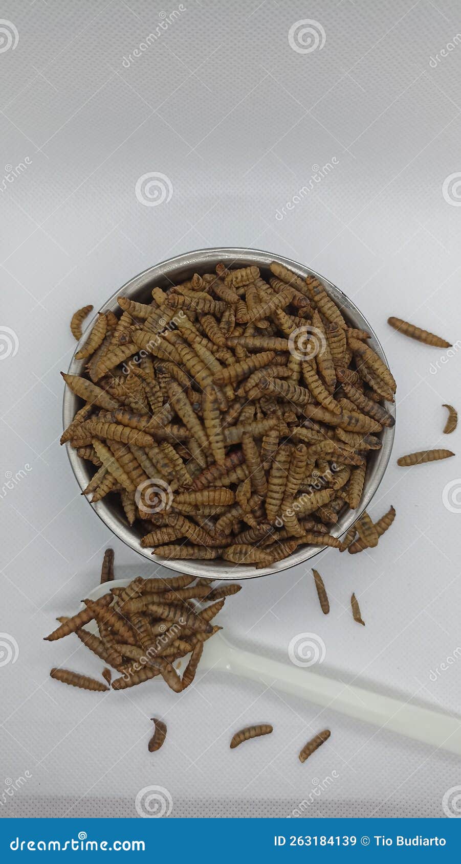 Dry Maggots in Studio Upper View Stock Image - Image of tree, food ...