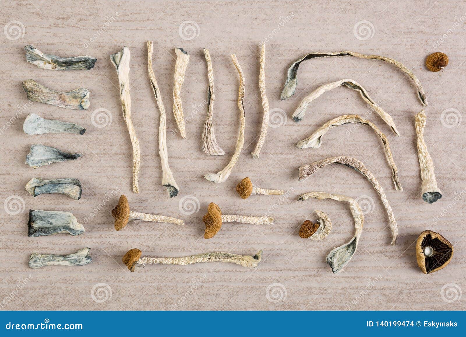 Dry magic mushrooms stock photo. Image of fungus, medical - 140199474