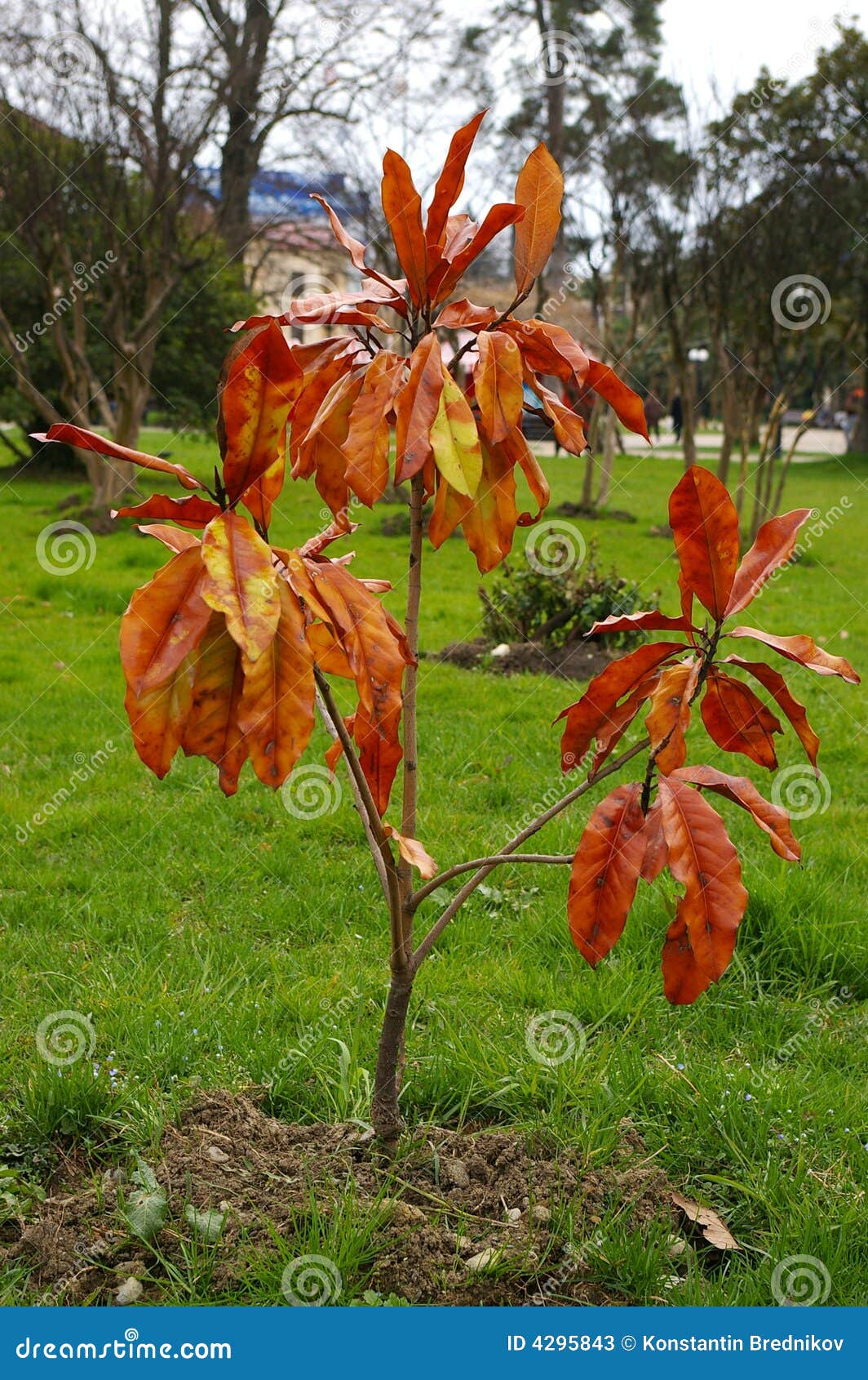 Dry magnolia tree stock image. Image of garden, leaf, grass - 4295843