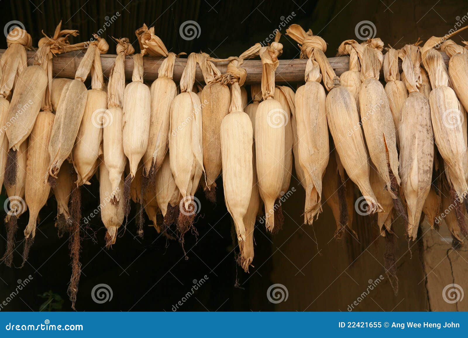 Dry Maize stock image. Image of vegetable, food, husk - 22421655