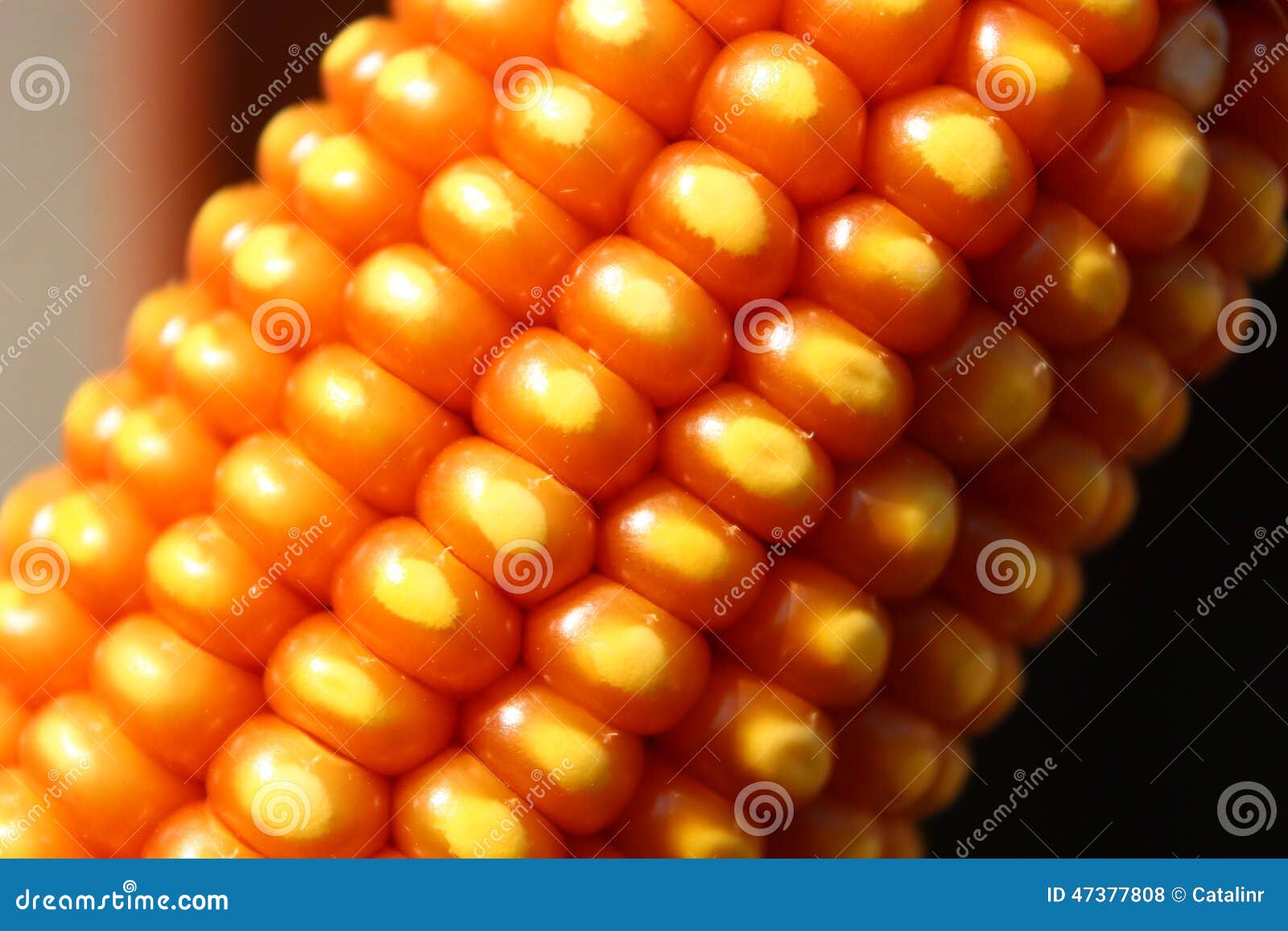 Dry maize ear close up stock photo. Image of grain, corn - 47377808
