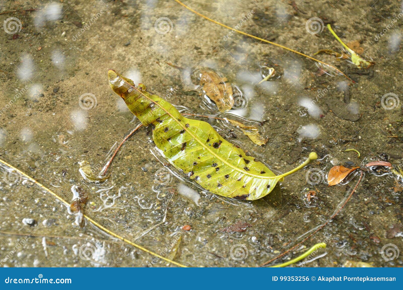 Dry Mango Leaf Dropping on Ground and Falling Rain Stock Photo - Image ...