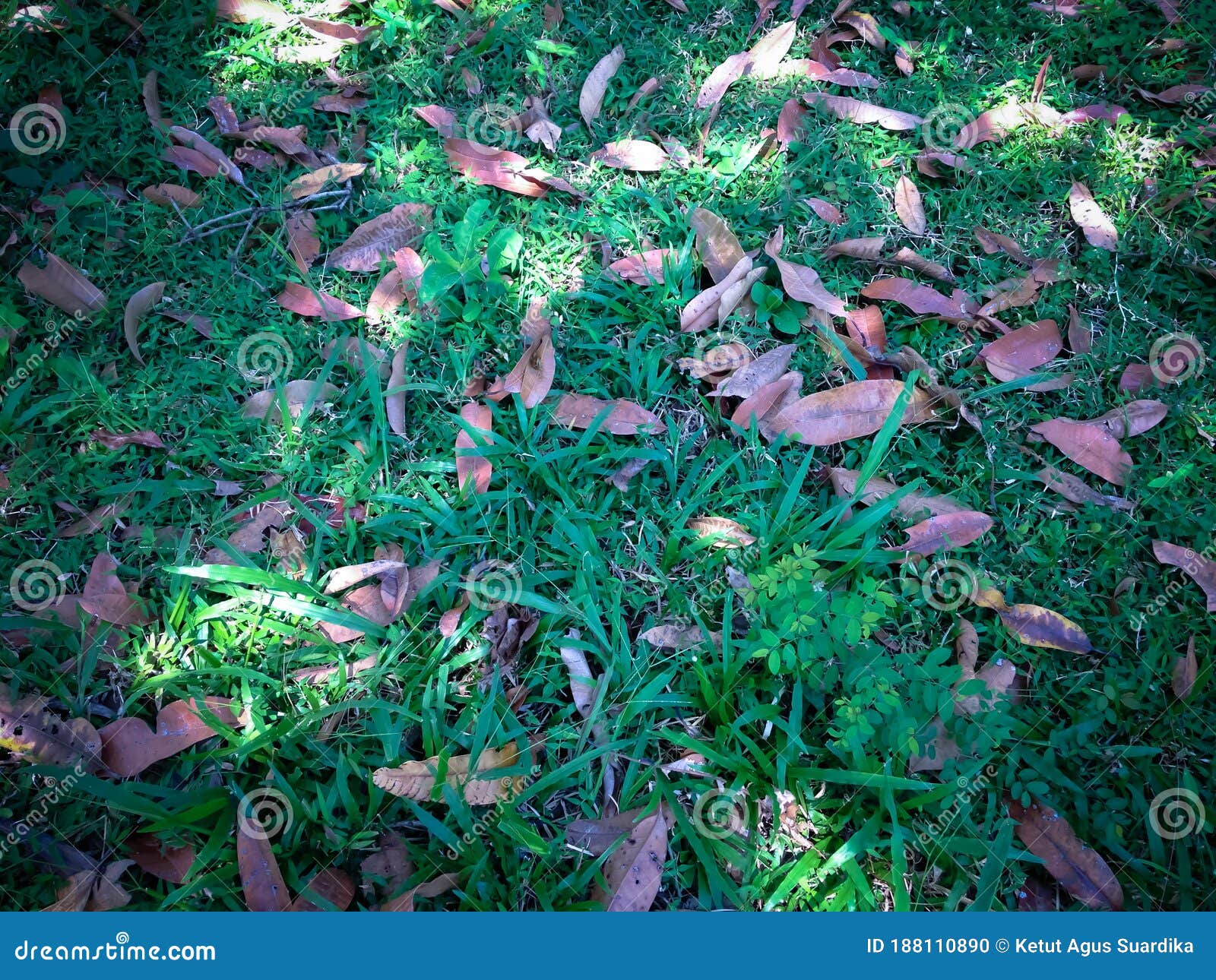 Dry Mango Leaf Falling on the Grass in the Fields Stock Photo - Image ...