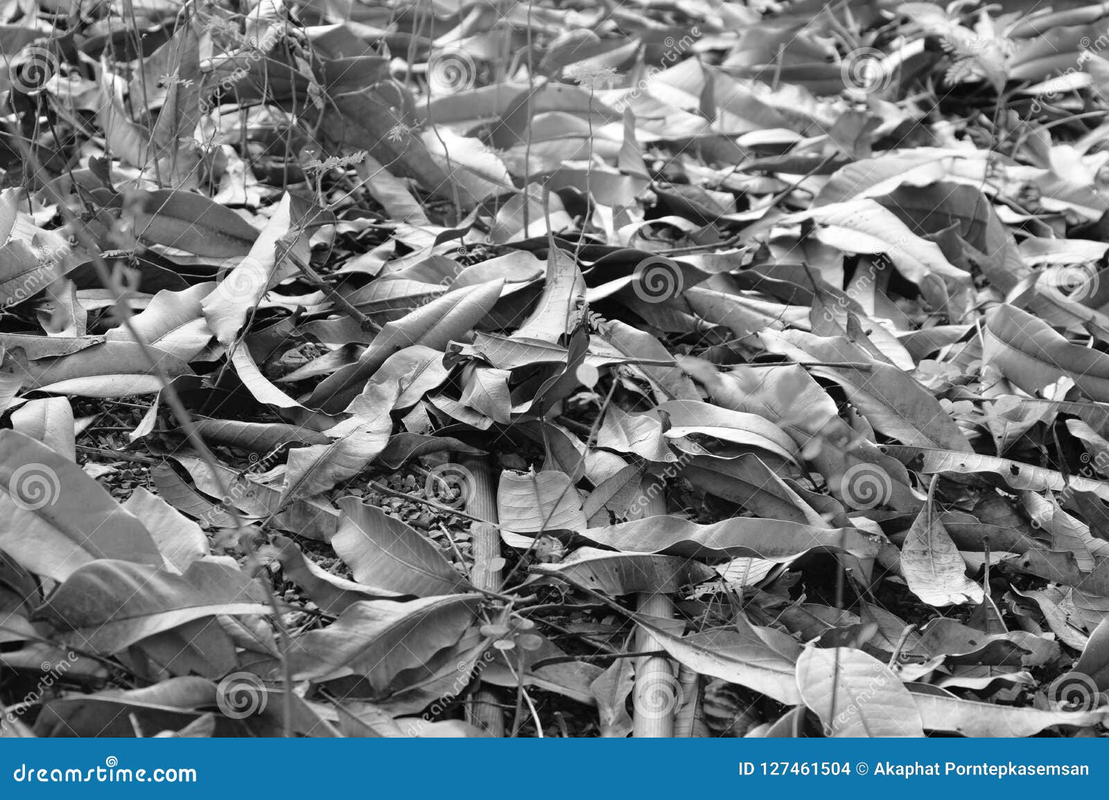 Dry Mango Leaf Falling on Ground with Monochrome Tone Stock Photo ...