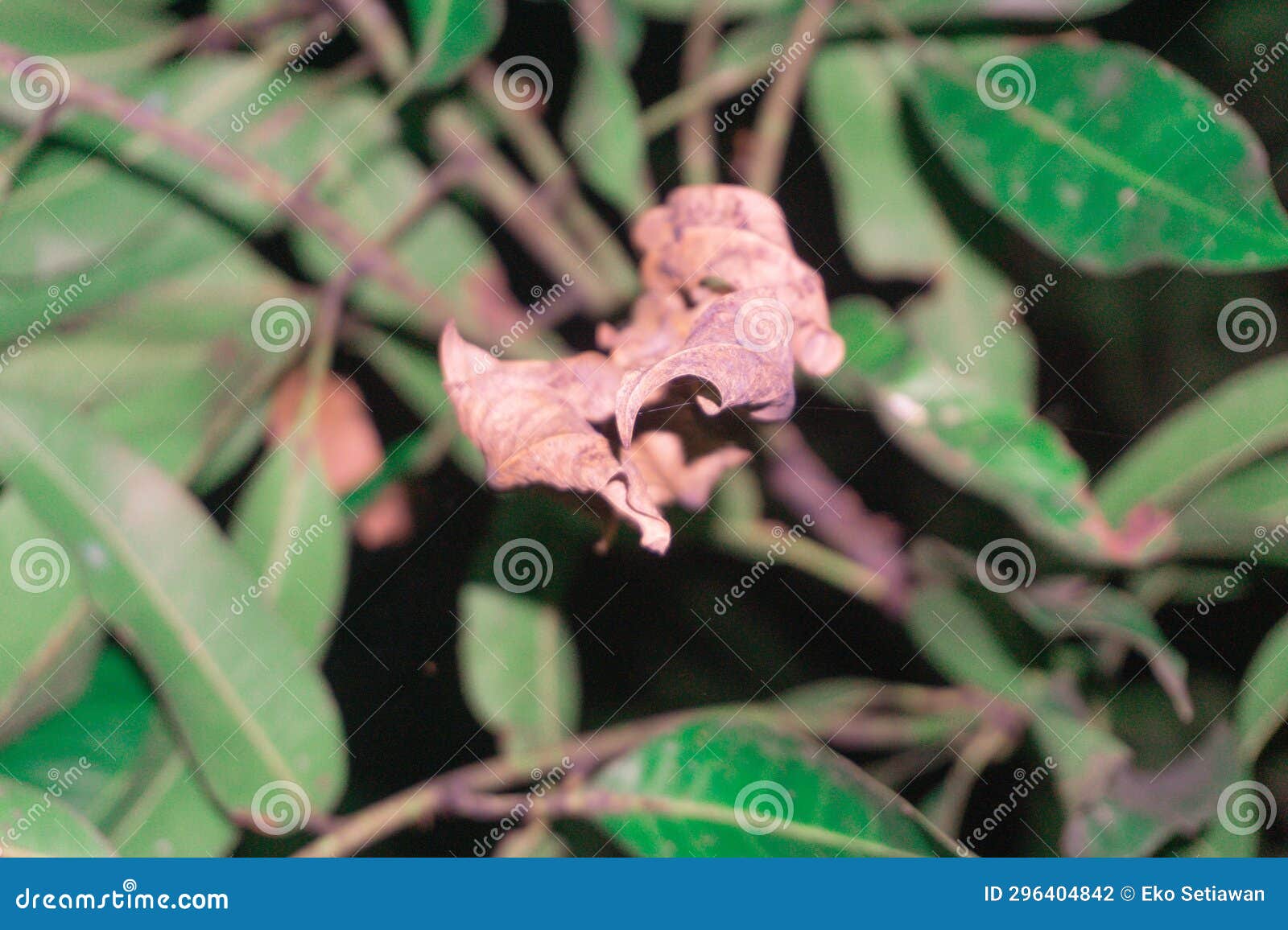 Dry Mango Leaves Like Burning Stock Photo - Image of isolated, organic ...