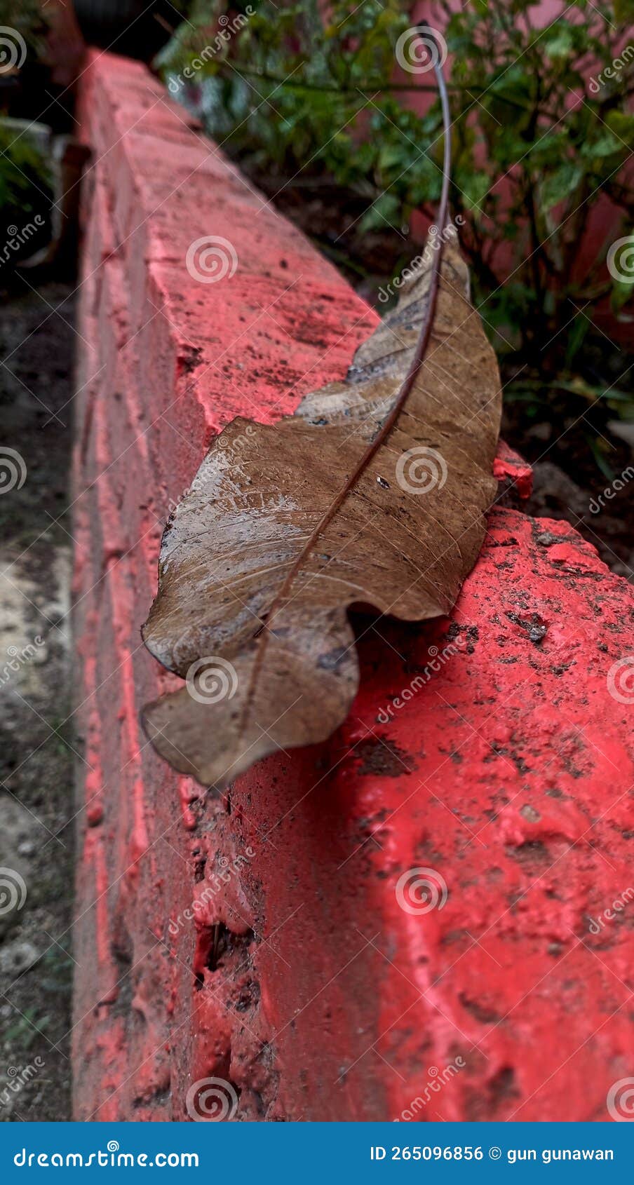 Dry Mango Tree Leaves Fall from the Tree Stock Photo - Image of leaves ...