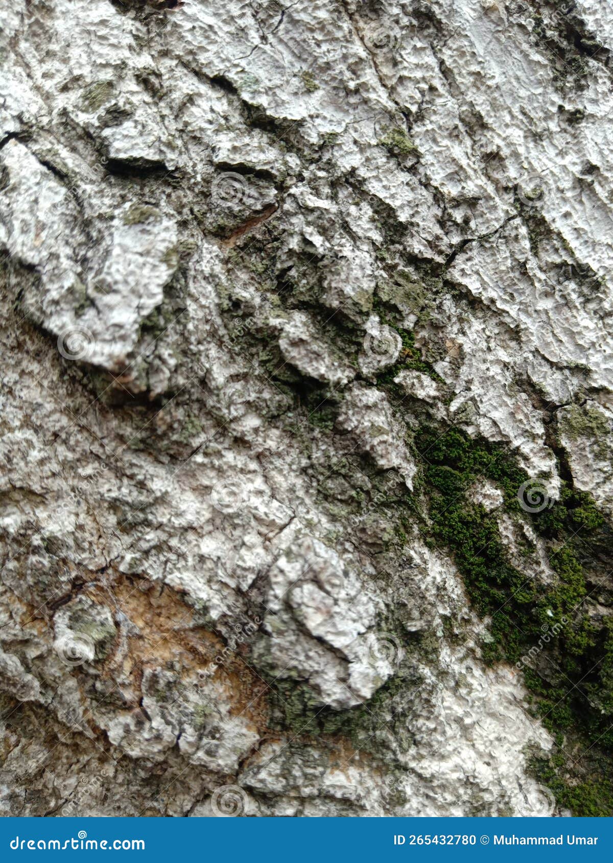 Dry mango tree texture stock photo. Image of plant, rock - 265432780