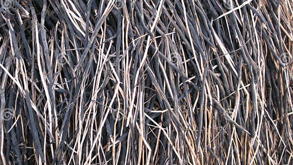 Dry Mangrove Tree Branches Background Stock Image - Image of background ...