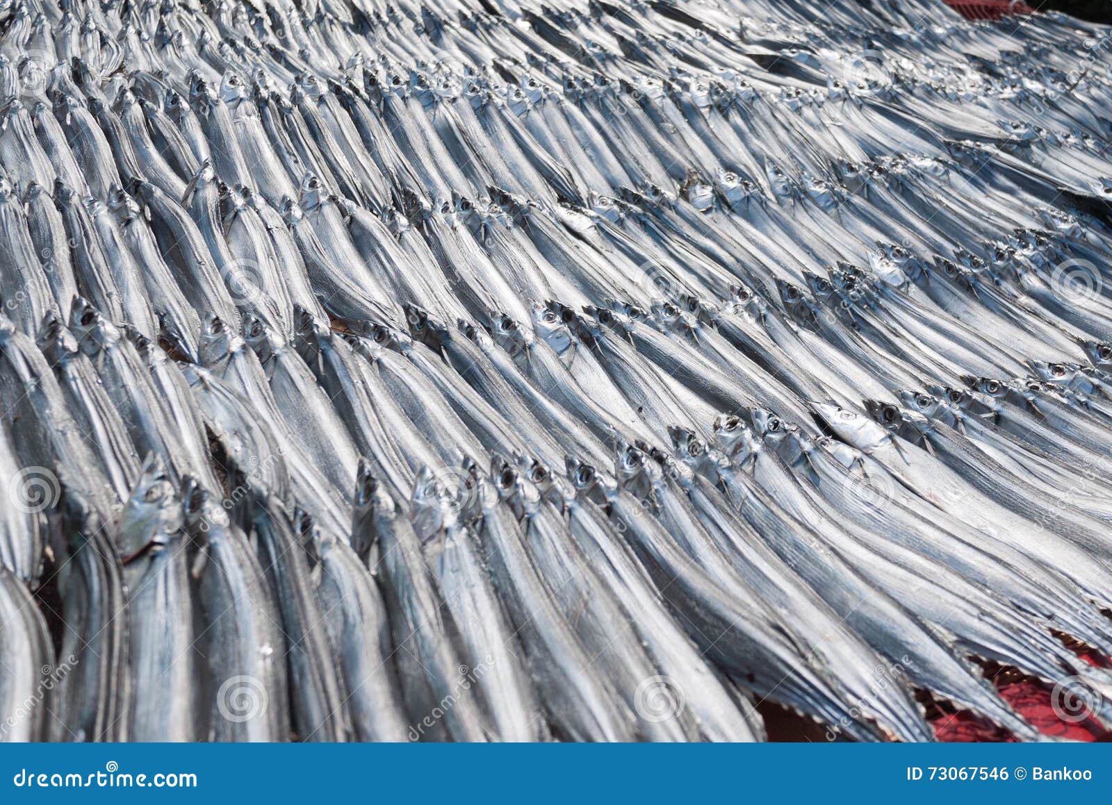 Dry Many Scabbard Fish on Sunlight Stock Photo - Image of outside ...