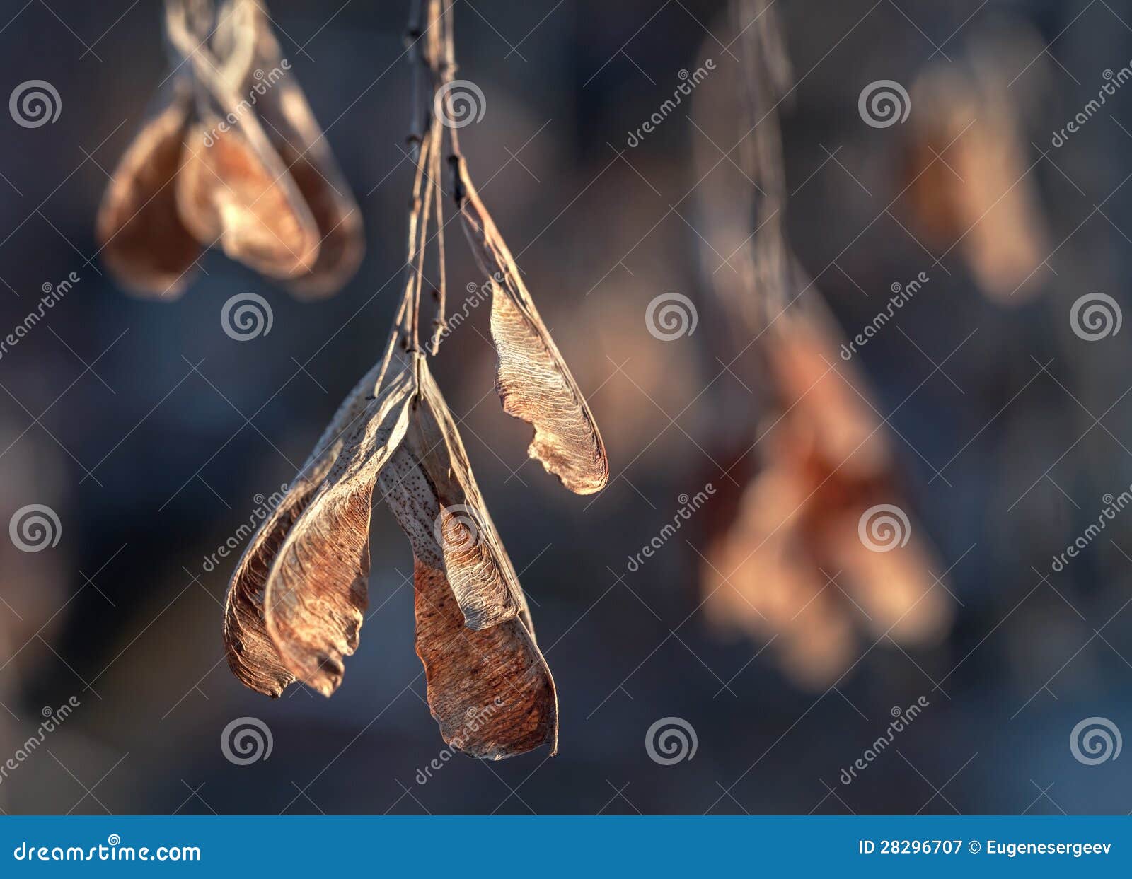 Dry Maple Keys in the Winter Stock Image - Image of detailed, detail ...