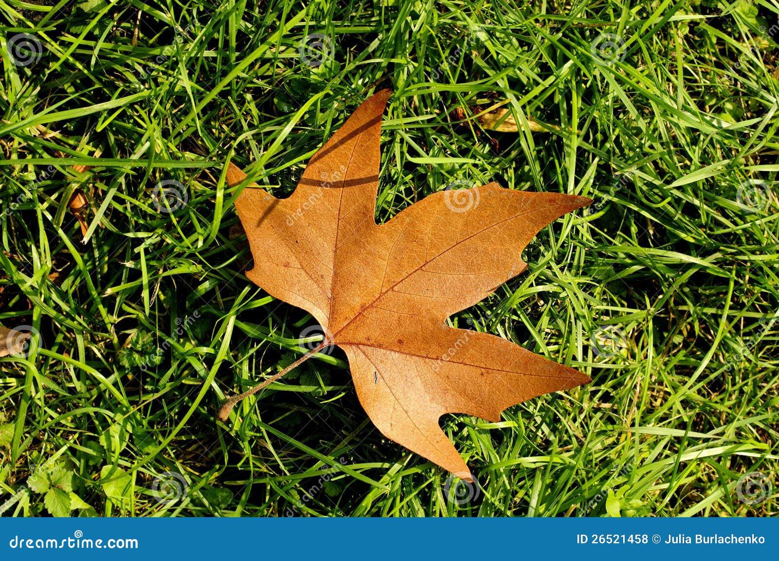 Dry maple leaf stock photo. Image of golden, background - 26521458