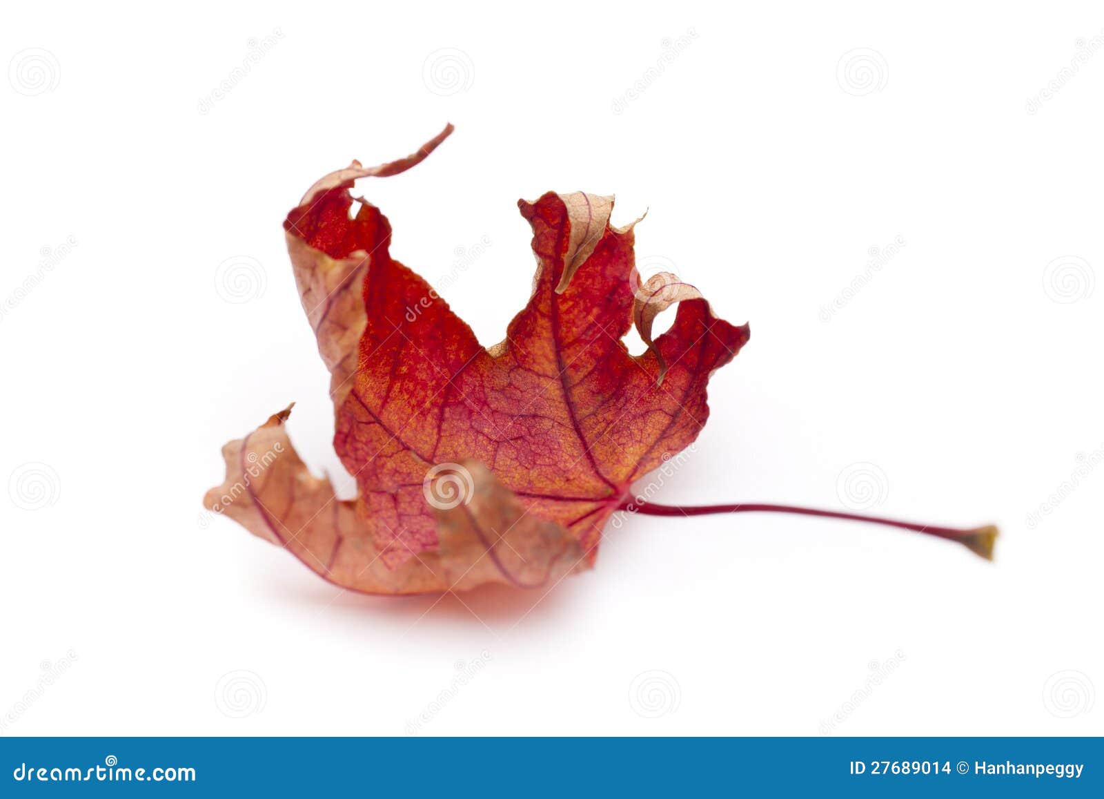 Dry maple leaf stock photo. Image of white, fall, seasonal - 27689014