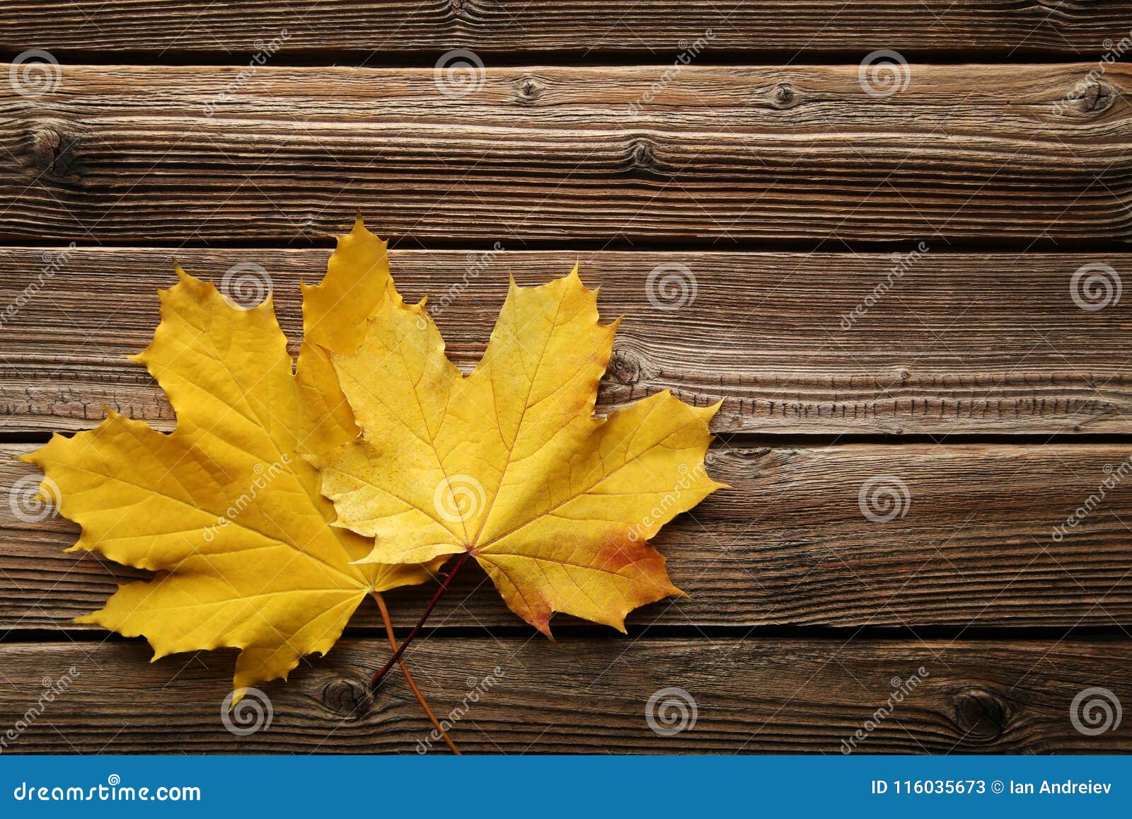 Dry maple leaf stock image. Image of color, group, plant - 116035673