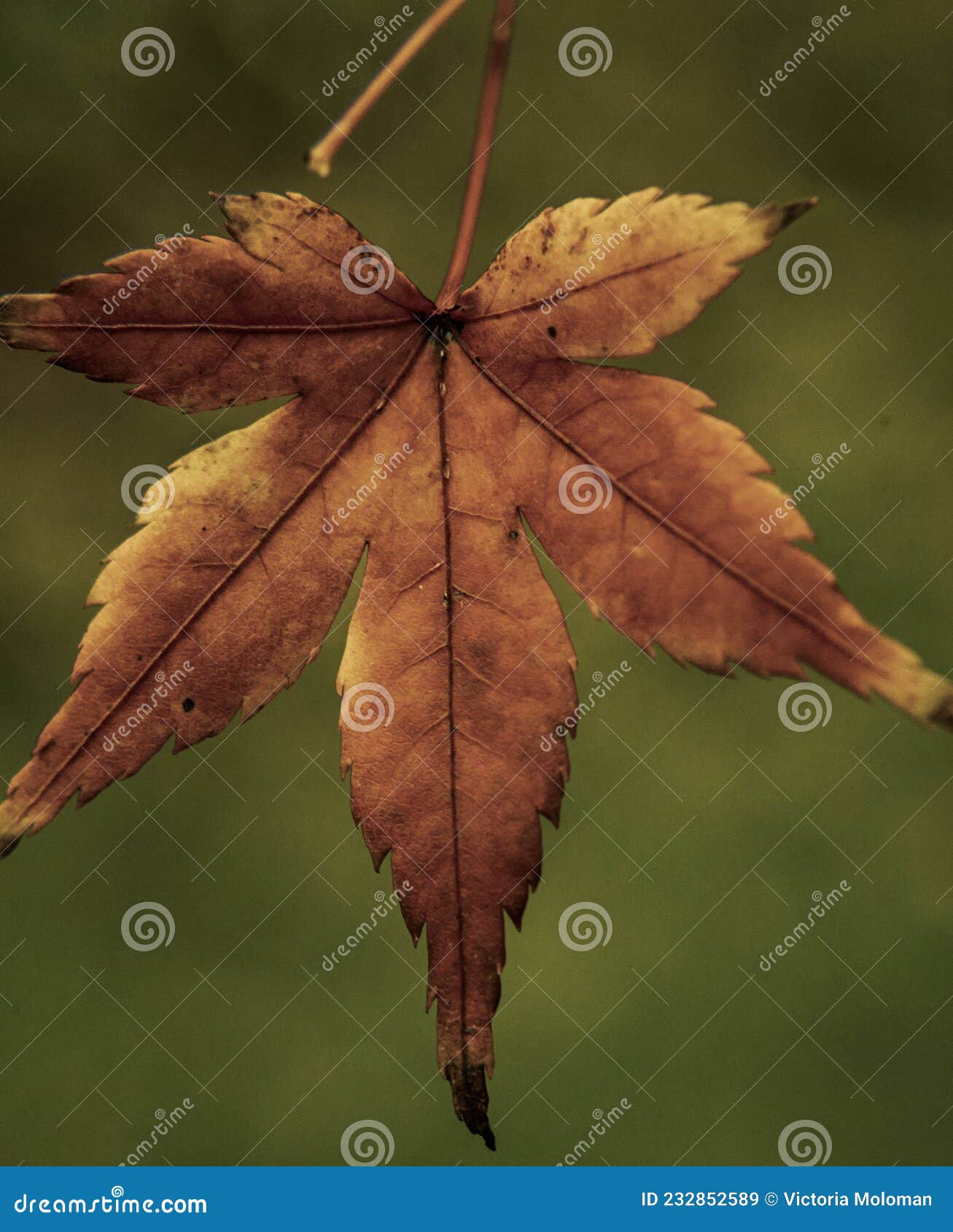 Dry maple leaf stock image. Image of leaf, maple, twig - 232852589